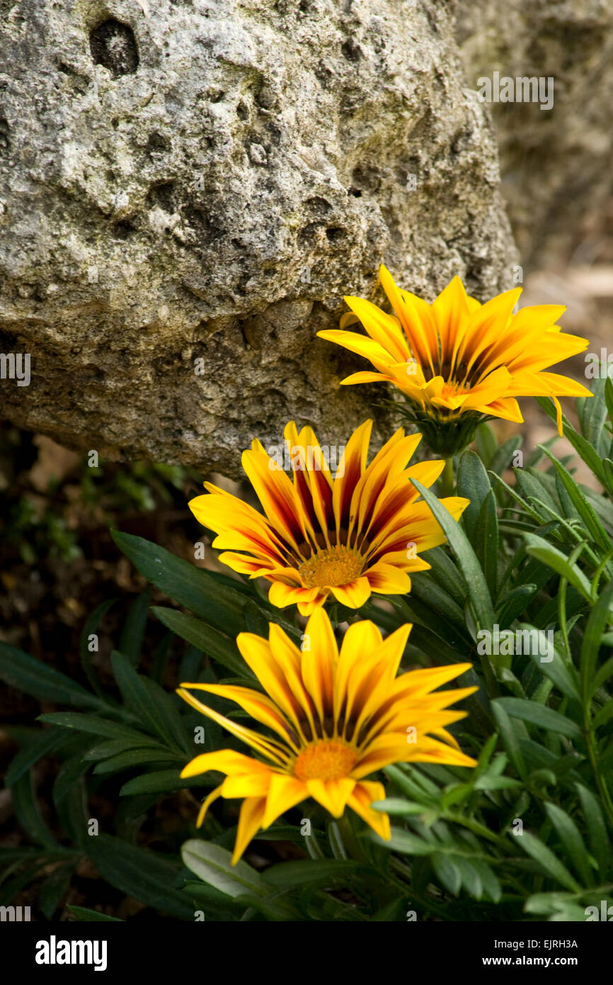 Three daisies by a rock Stock Photo - Alamy