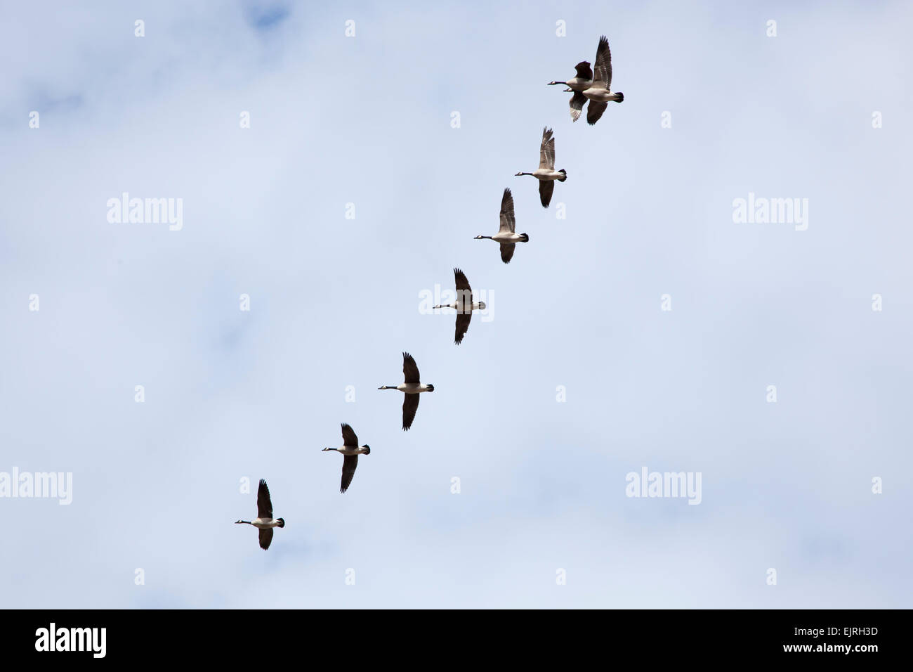 A flock of Canada Geese fly together through a cloudy sky Stock Photo ...
