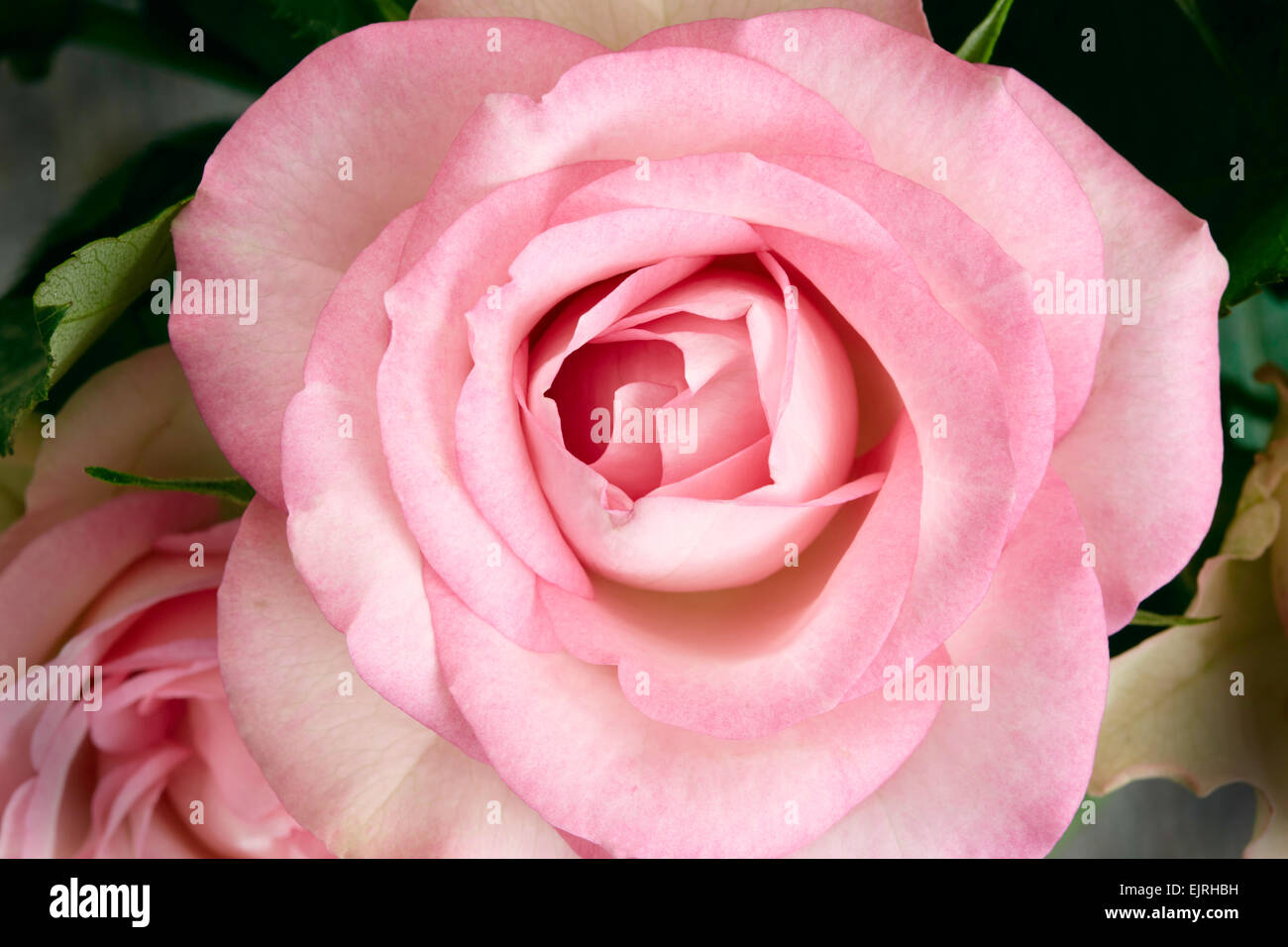 Closeup flower rose hi-res stock photography and images - Alamy