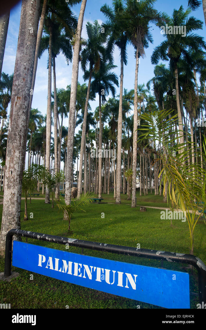 South america suriname paramaribo palms hi-res stock photography and ...