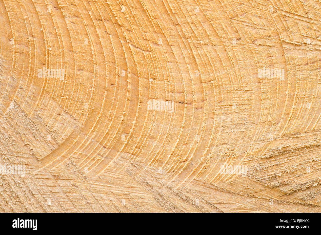 Tree trunk texture hi-res stock photography and images - Alamy