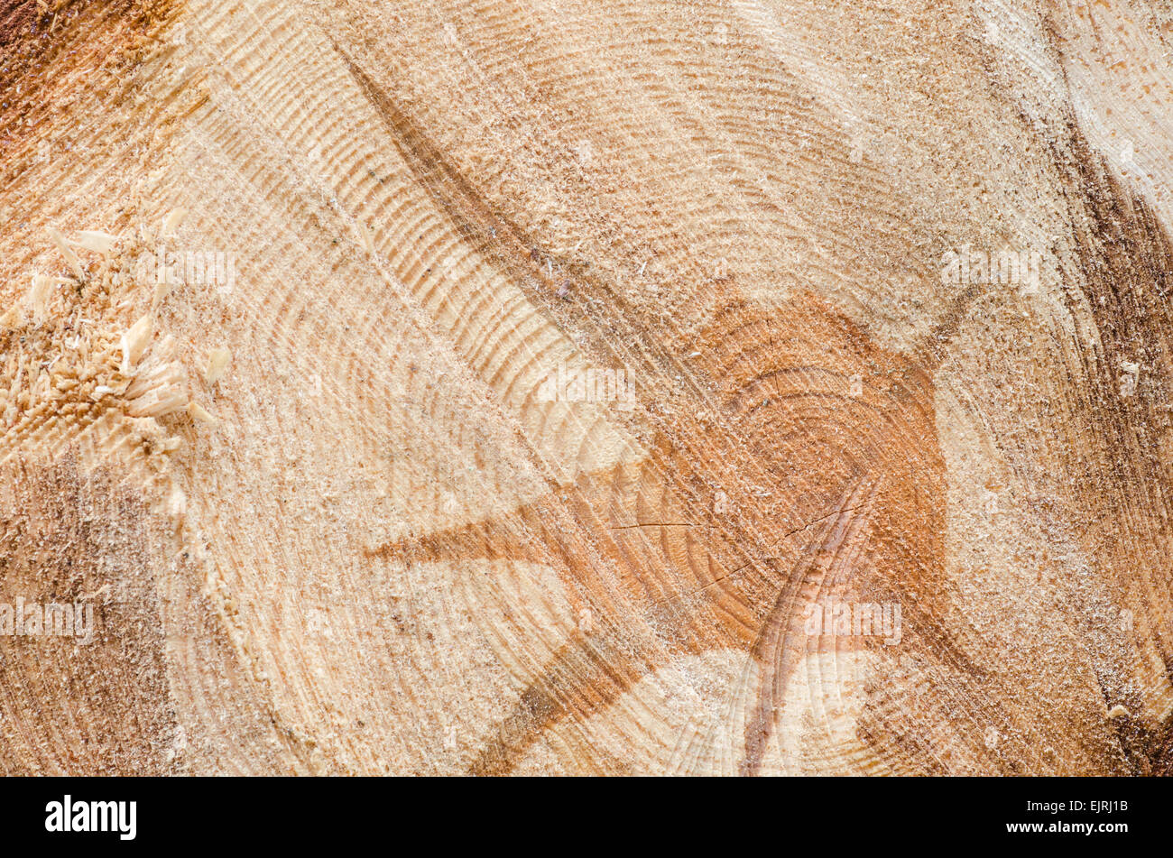 closeup to cut tree trunk texture background Stock Photo - Alamy