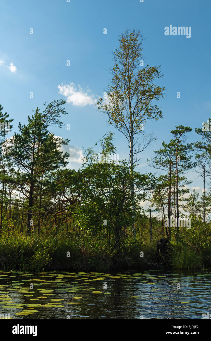 Beautiful wispy moss hi-res stock photography and images - Alamy