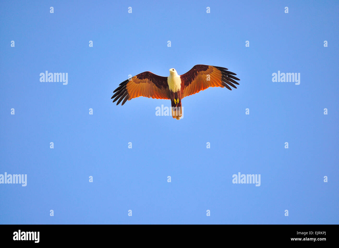 Eagle flying with open wings Stock Photo - Alamy