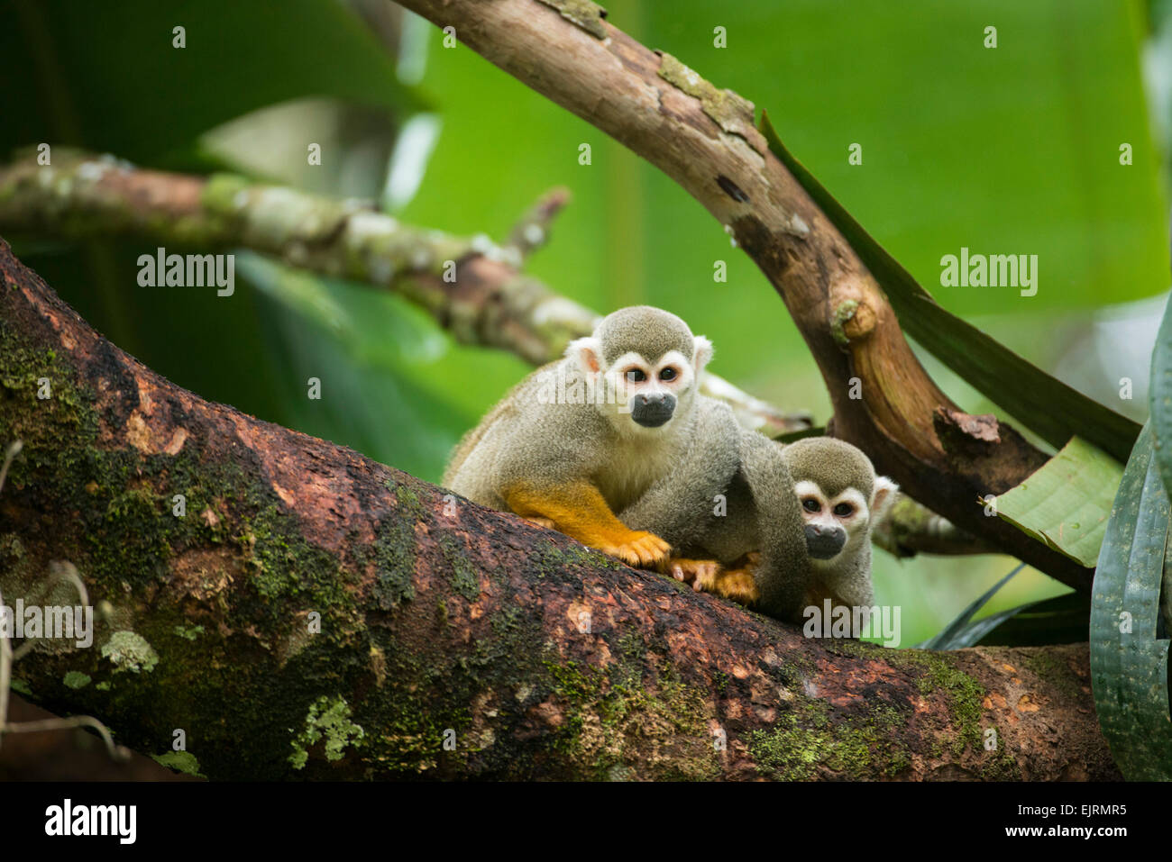 Squirrel monkeys, Saimiri, Central Suriname Nature Reserve, Suriname ...