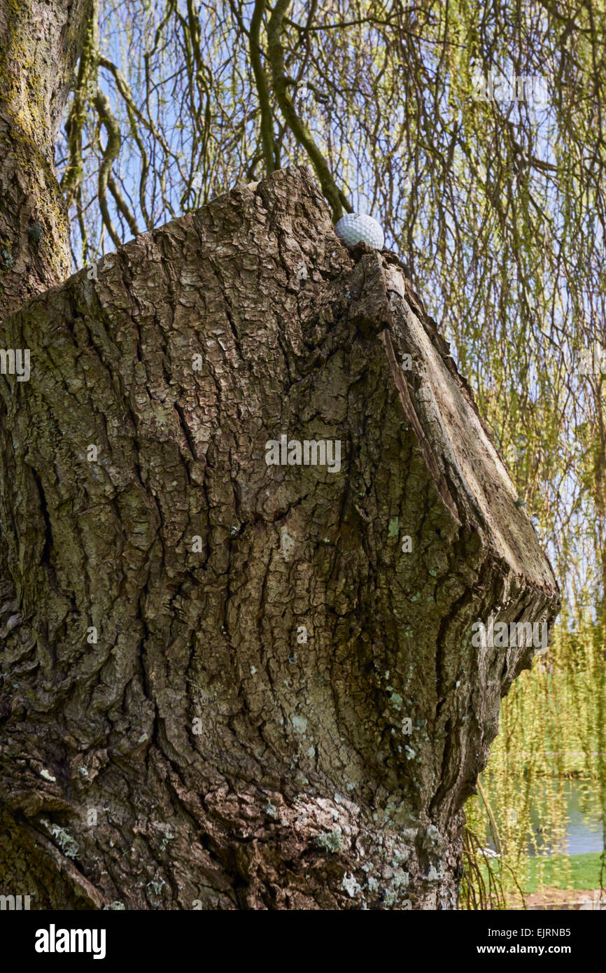 Golf course, golf ball embedded in tree trunk Stock Photo - Alamy