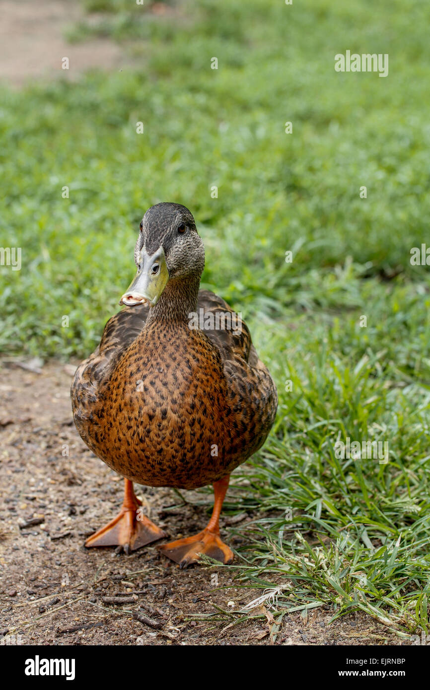 Bill of a bird hi-res stock photography and images - Alamy