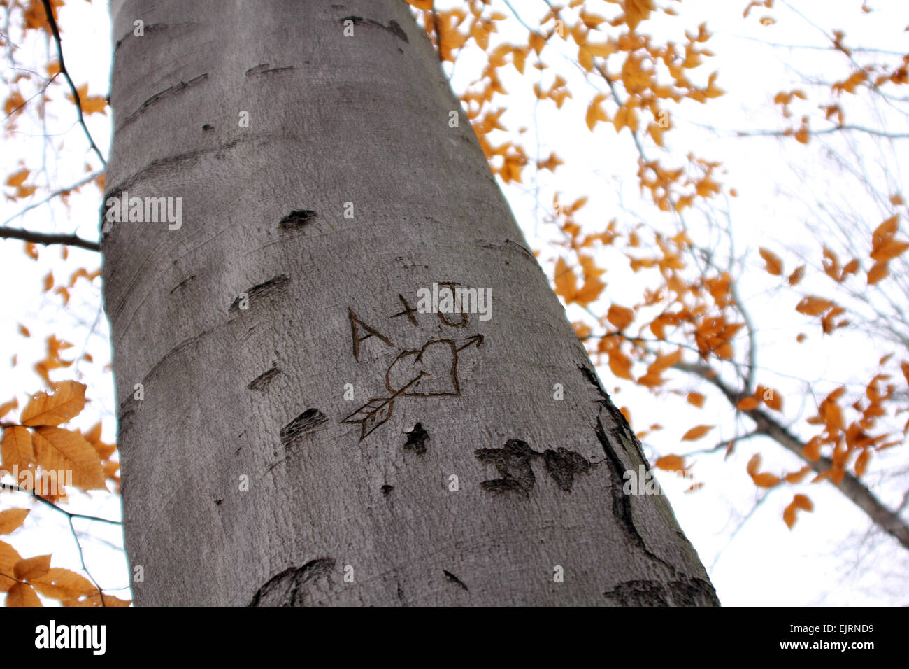 Initials heart carved tree hi-res stock photography and images - Alamy