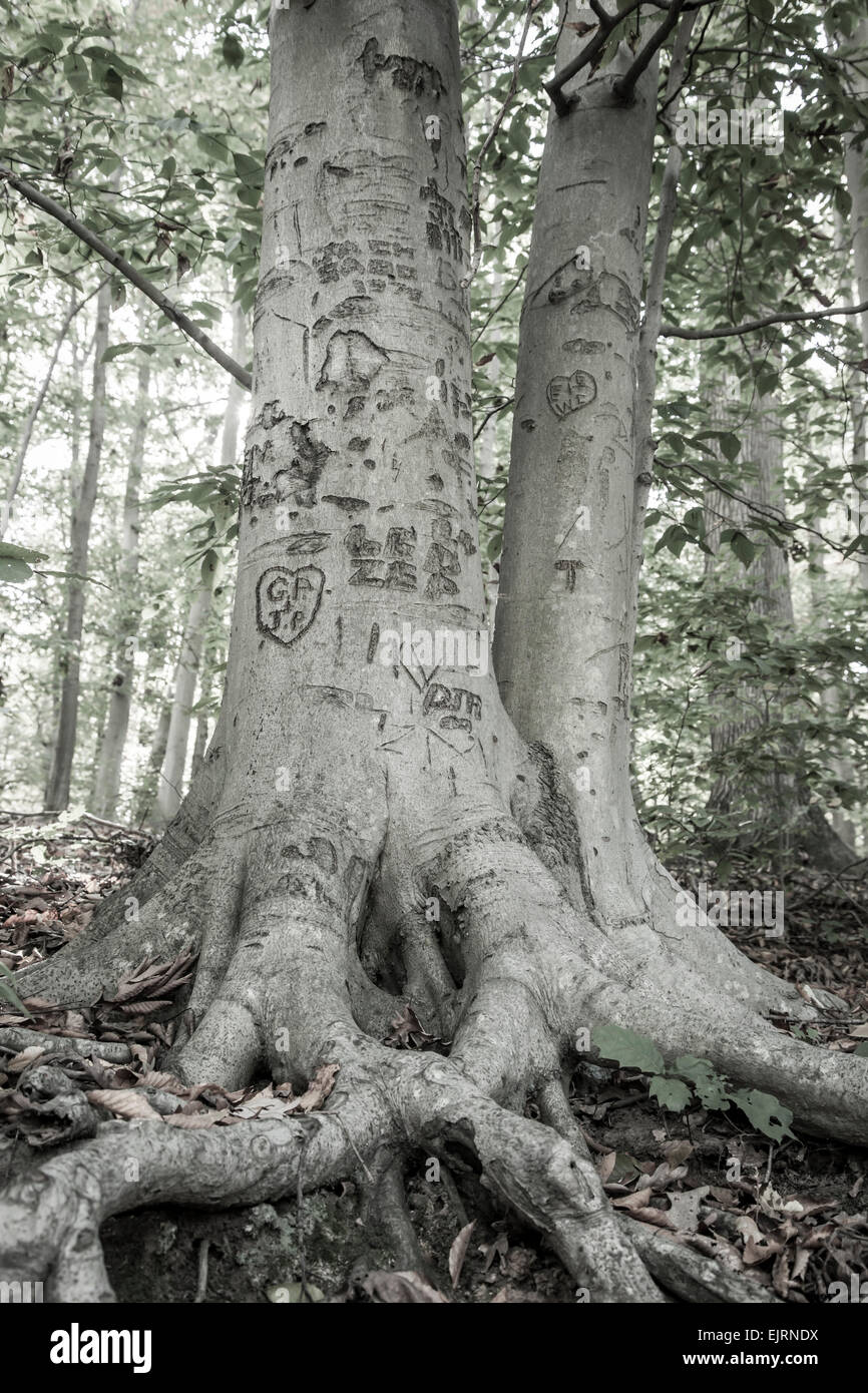 Carving initials into a tree hi-res stock photography and images - Alamy