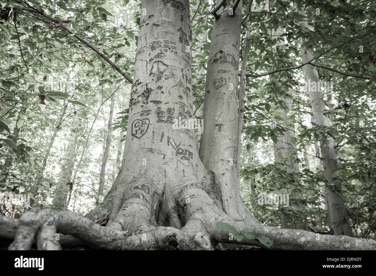 A tree is carved with all sorts of hearts and initials Stock Photo - Alamy