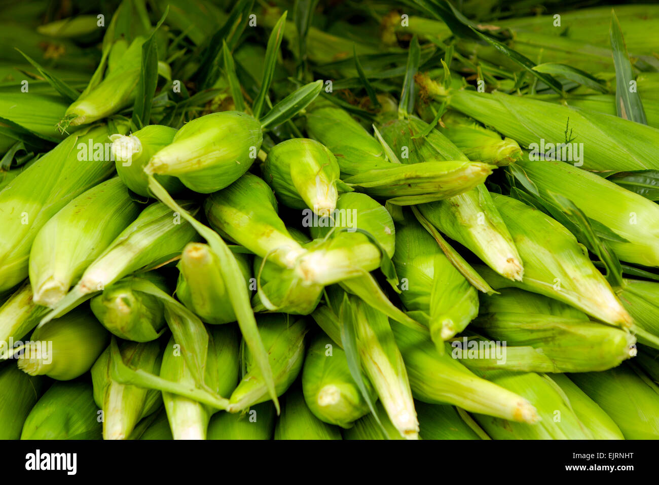 Organic corn from a local market Stock Photo - Alamy