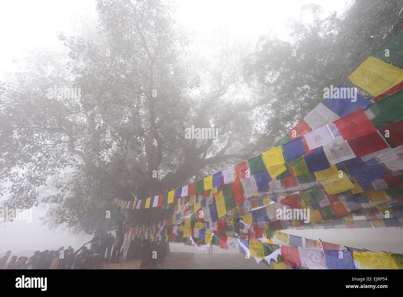 A sacred Bodhi tree in Lumbini, Nepal Stock Photo - Alamy