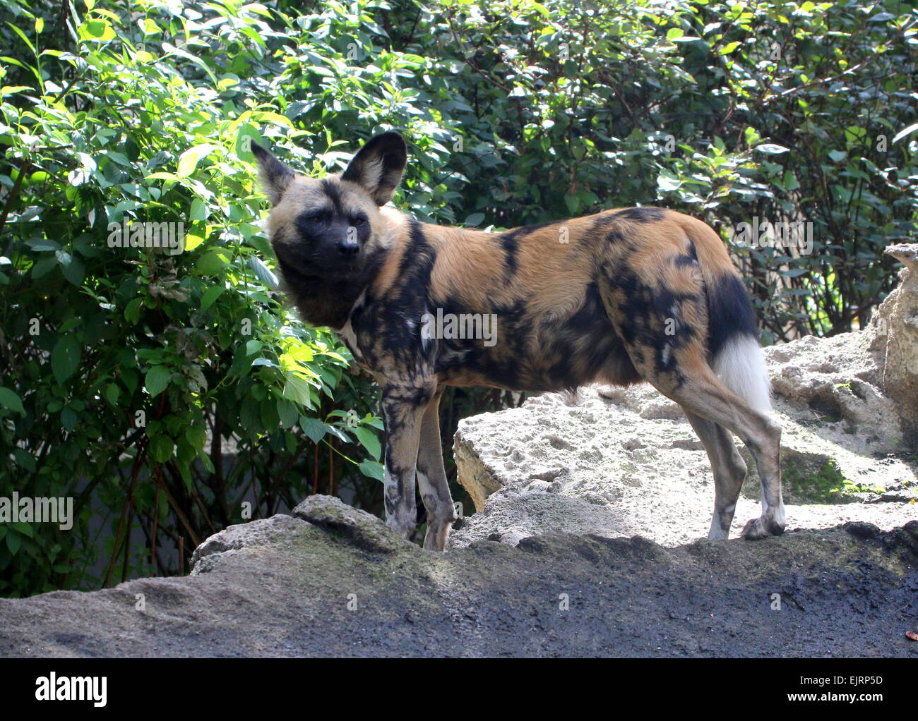 African wild dog (Lycaon pictus) seen in profile Stock Photo - Alamy