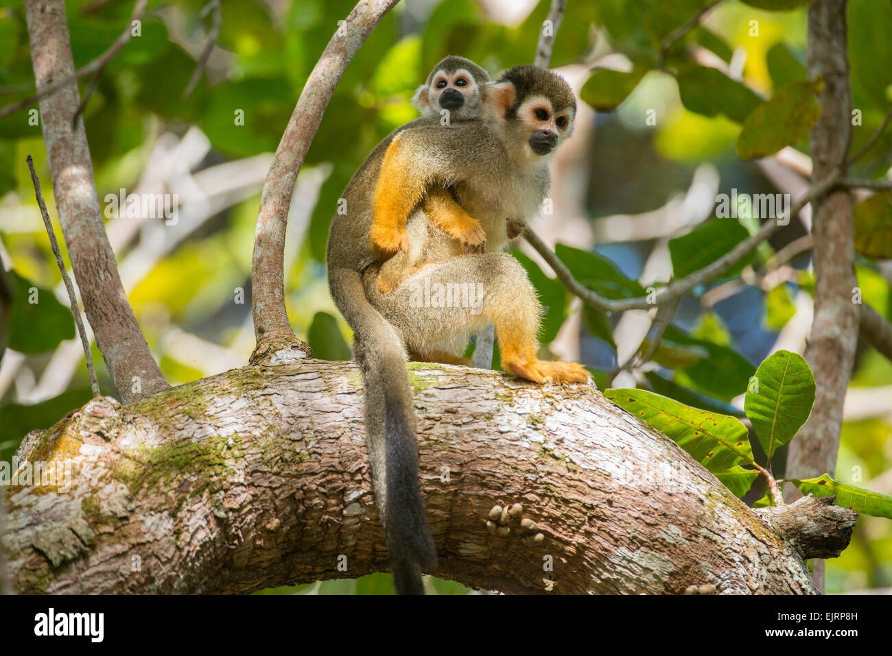 Suriname nature reserve central hi-res stock photography and images - Alamy