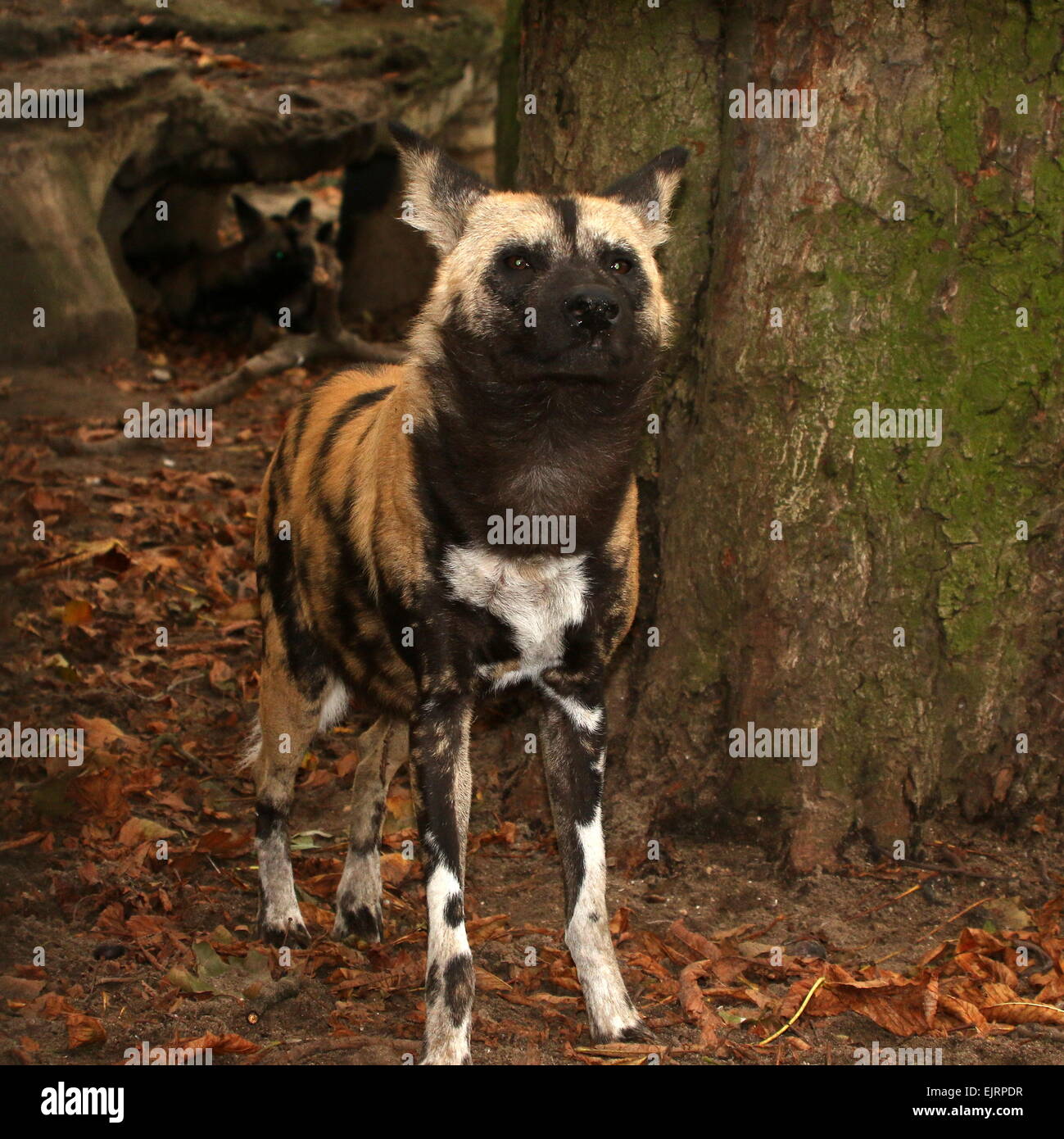 Close-up of an African wild dog (Lycaon pictus Stock Photo - Alamy