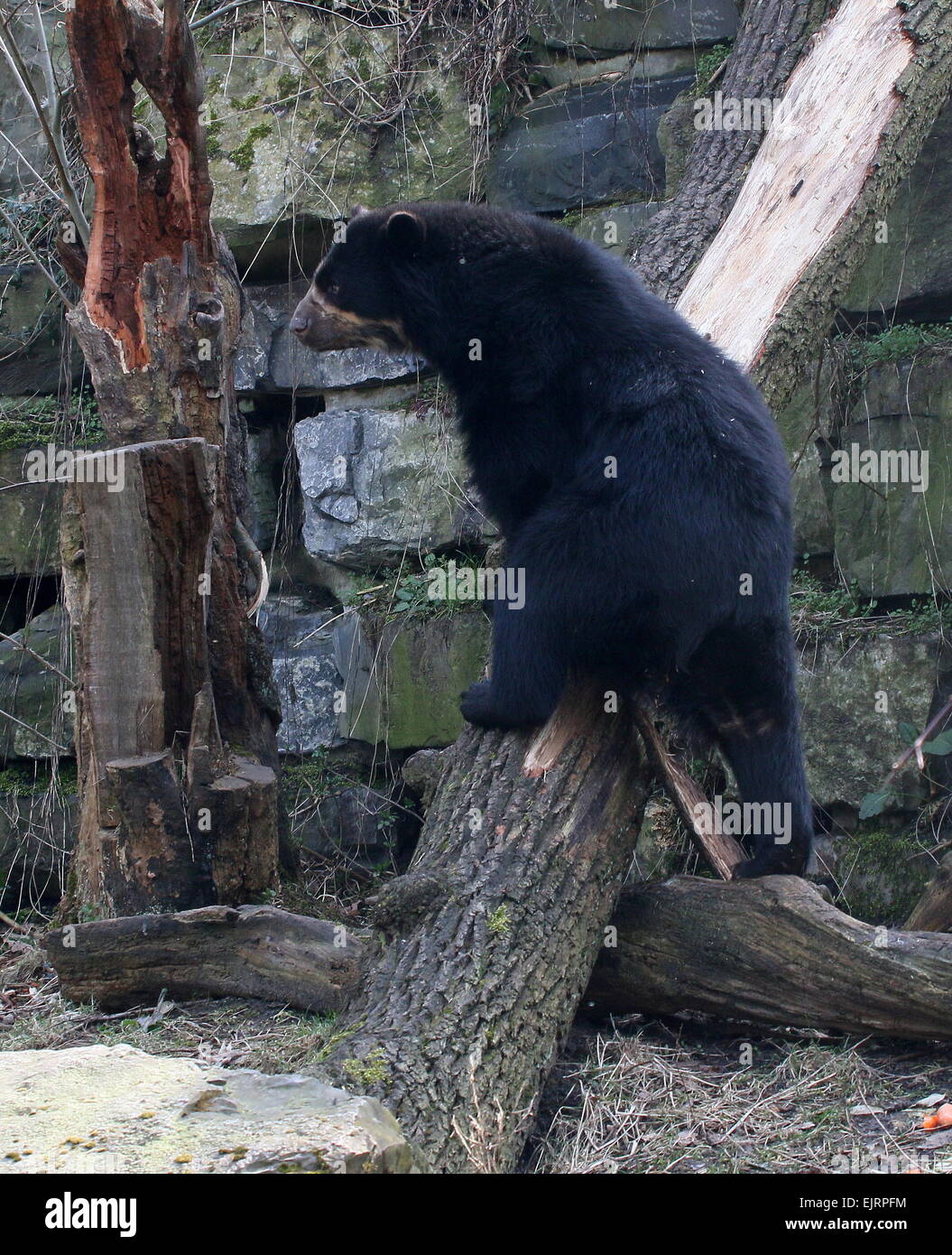 Spectacled or Andean bear (Tremarctos ornatus) close-up, climbing up a ...