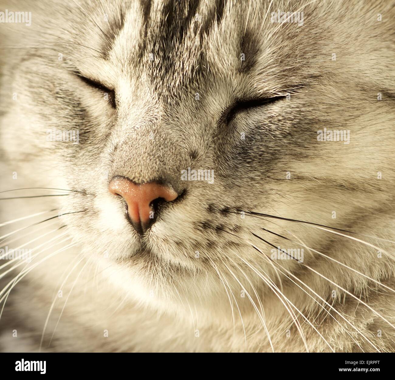 Close crop head hi-res stock photography and images - Alamy