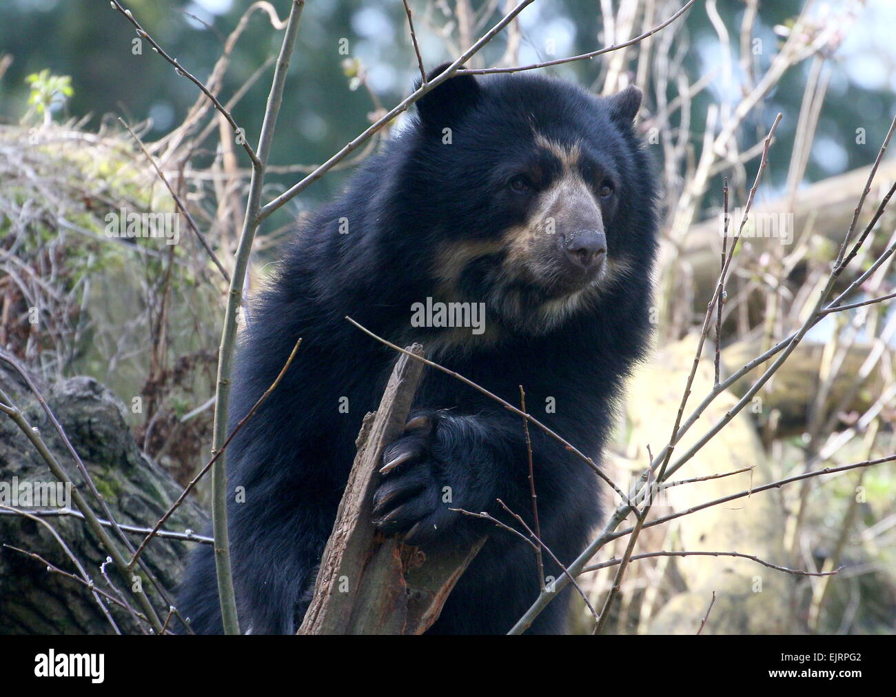 Spectacled bear paws hi-res stock photography and images - Alamy