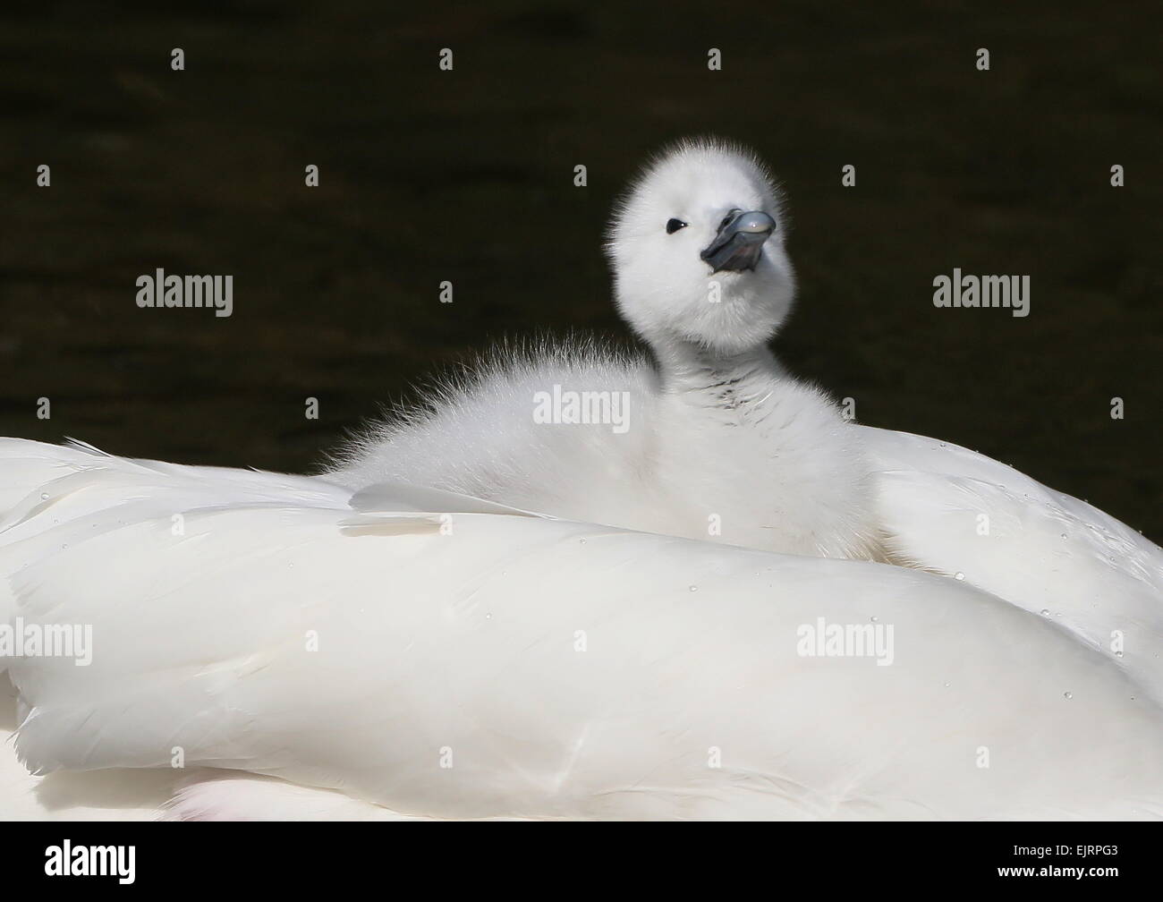 South American Black-necked Swan baby (Cygnus melanocoryphus)riding ...