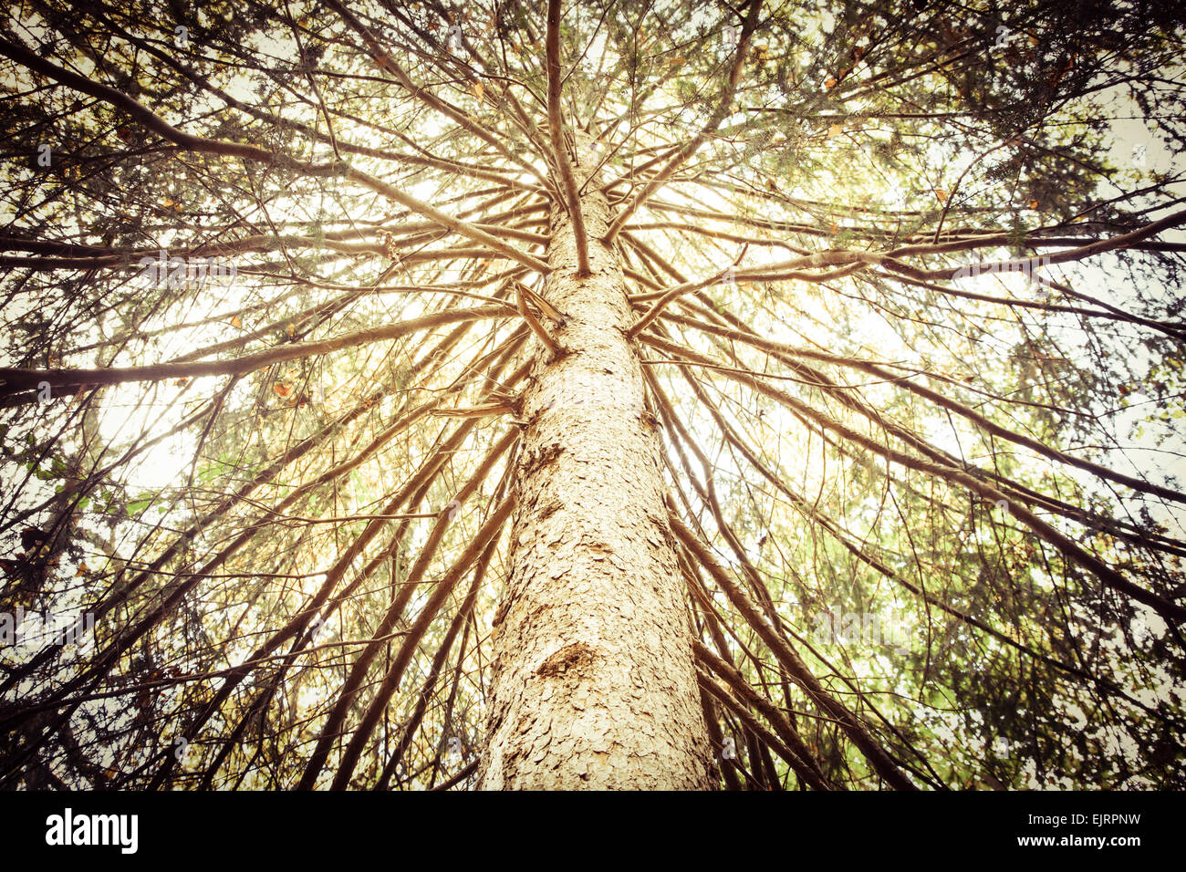 A unique view of an evergreen tree taken pointing the camera up looking ...