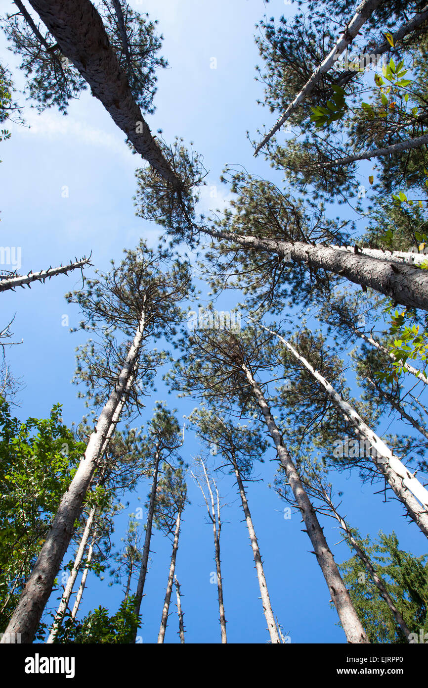 A unique view of a pine forest looking up into the trees with a ...