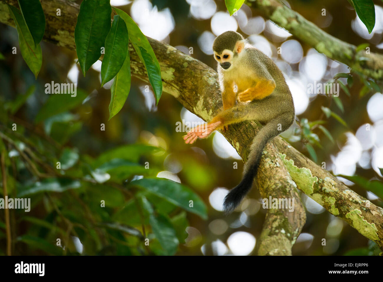 Squirrel monkey, Saimiri, Central Suriname Nature Reserve, Suriname ...