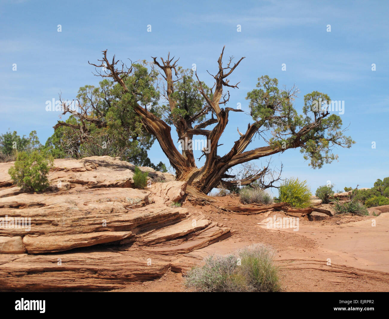 Old tree in the desert hi-res stock photography and images - Alamy