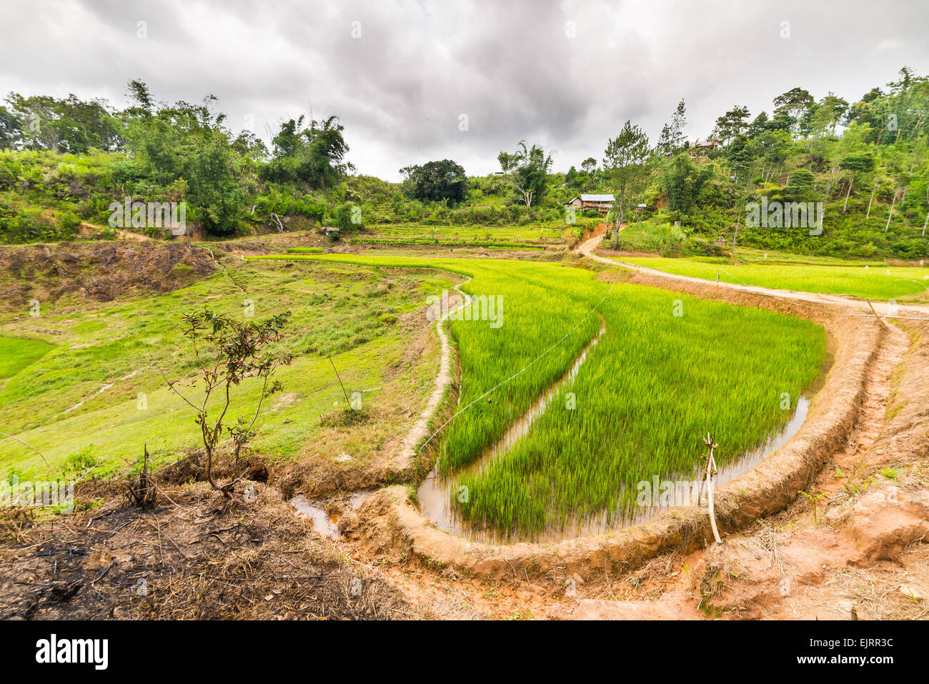 Stunning landscape and bright rice fields in Mamasa Region, West Tana ...