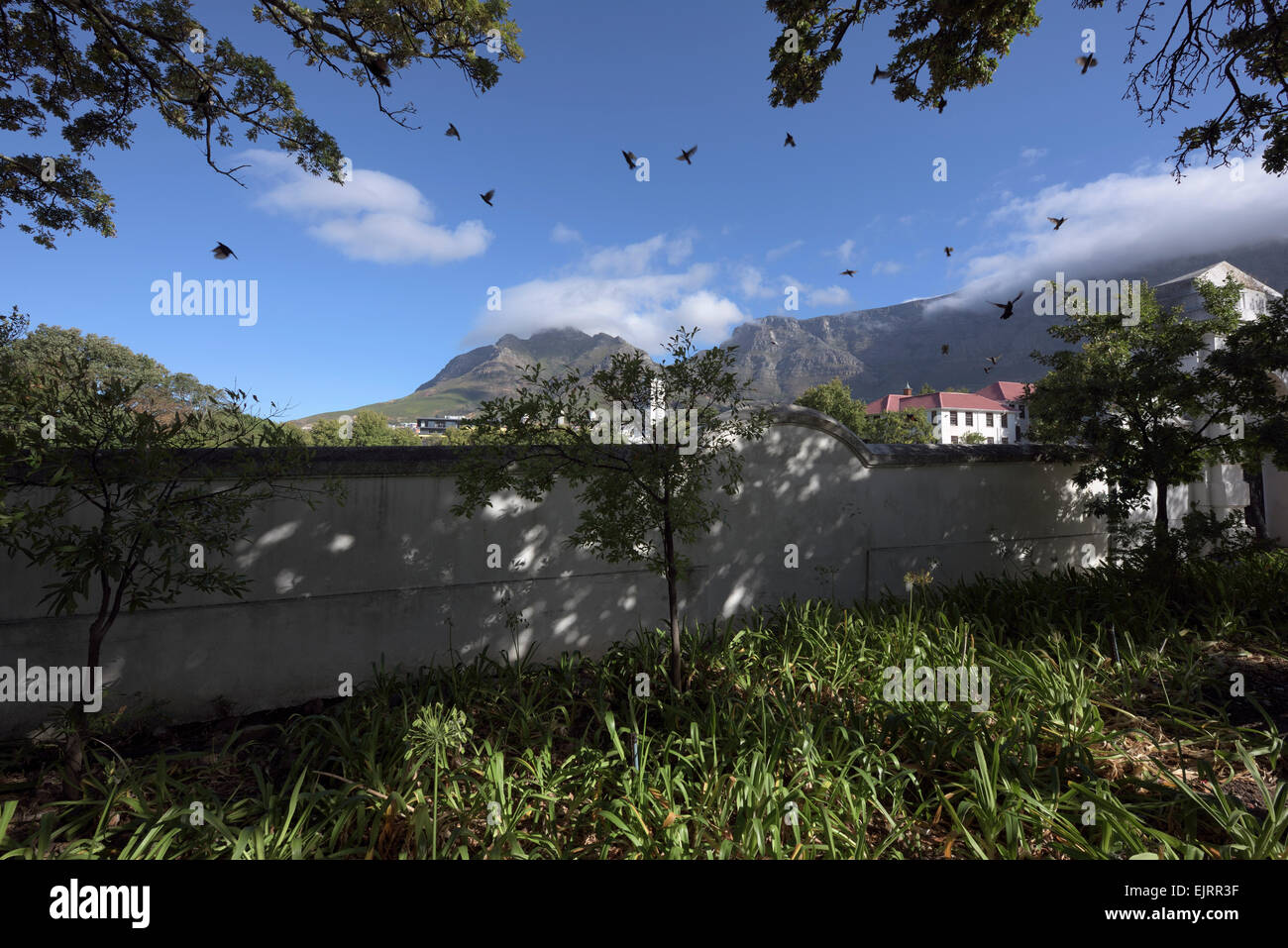 birds flying out in front of the Table Mountain, Cape Town, South ...