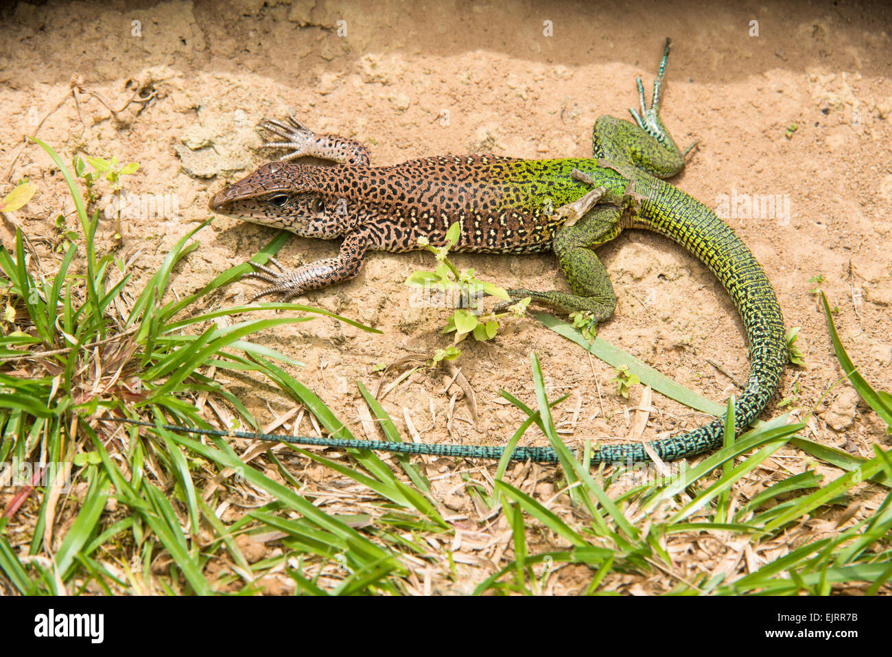 Lizard, Central Suriname Nature Reserve, Suriname Stock Photo - Alamy