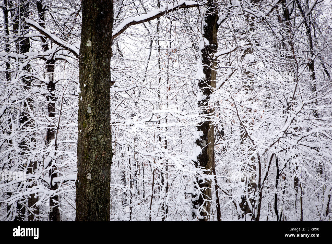 Winter woods are covered with white, shimmering snow; The dark color of ...