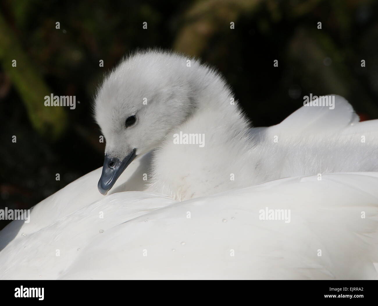 Cygnus melanocorypha hi-res stock photography and images - Alamy