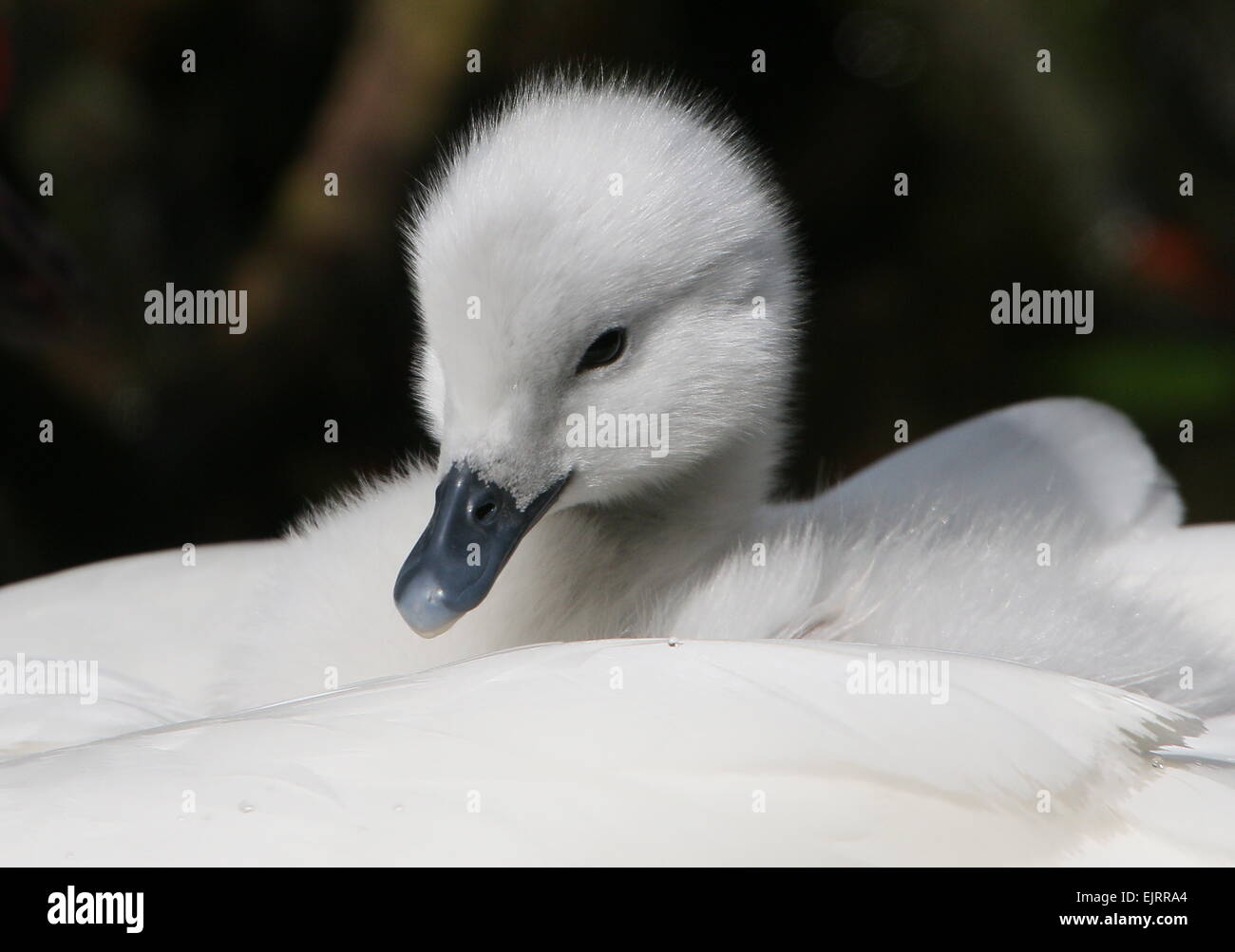 South American Black-necked Swan baby (Cygnus melanocoryphus)riding ...