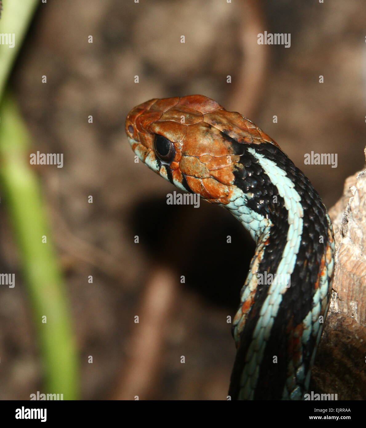 San Francisco garter snake (Thamnophis sirtalis tetrataenia Stock Photo ...