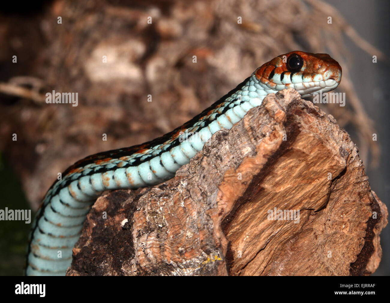 San Francisco garter snake (Thamnophis sirtalis tetrataenia Stock Photo ...