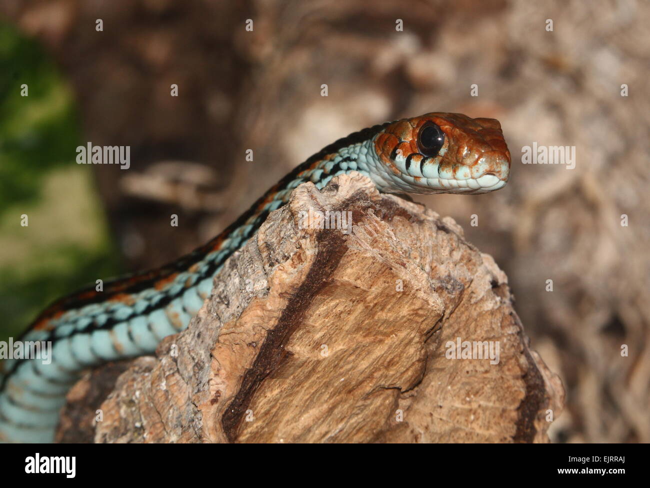 San Francisco garter snake (Thamnophis sirtalis tetrataenia Stock Photo ...