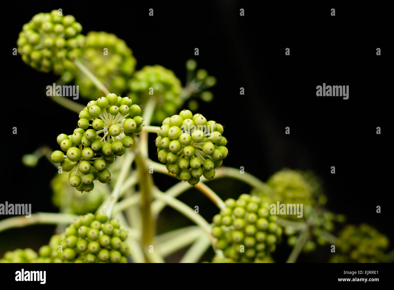 The top of a Japanese "yatsude" (eight fingers) plant Stock Photo - Alamy