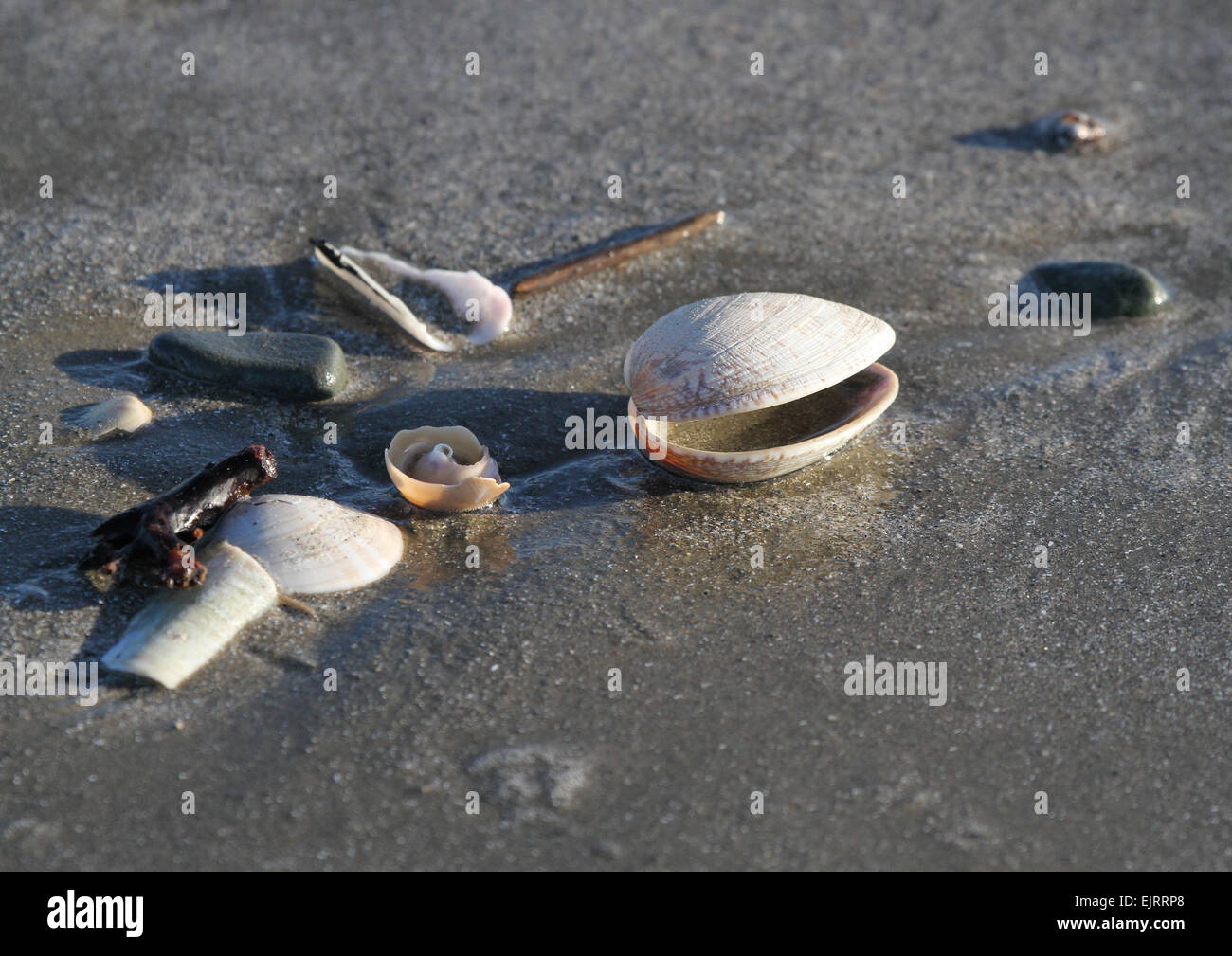 Seashells on shore Stock Photo - Alamy