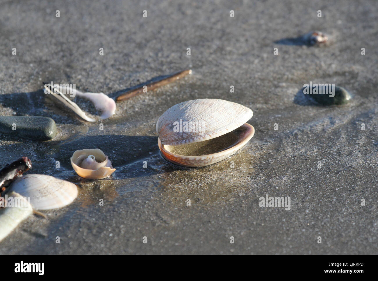 Seashells on beach uk hi-res stock photography and images - Alamy