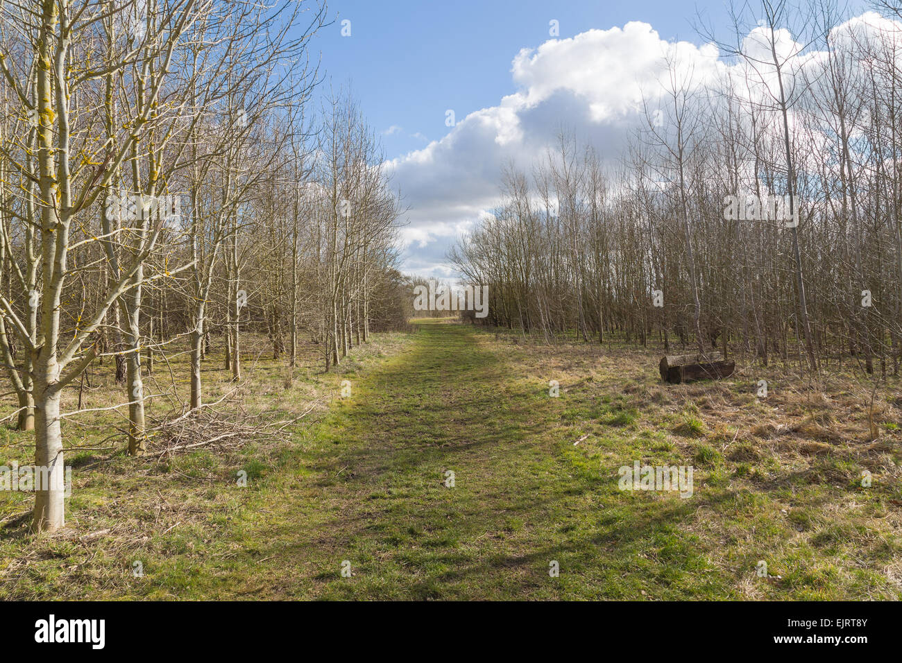 A rural path with trees either side and copy space Stock Photo - Alamy