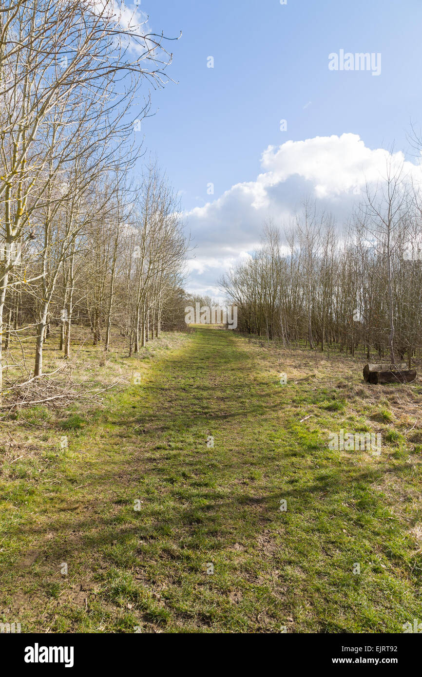 A rural path with trees either side and copy space Stock Photo - Alamy