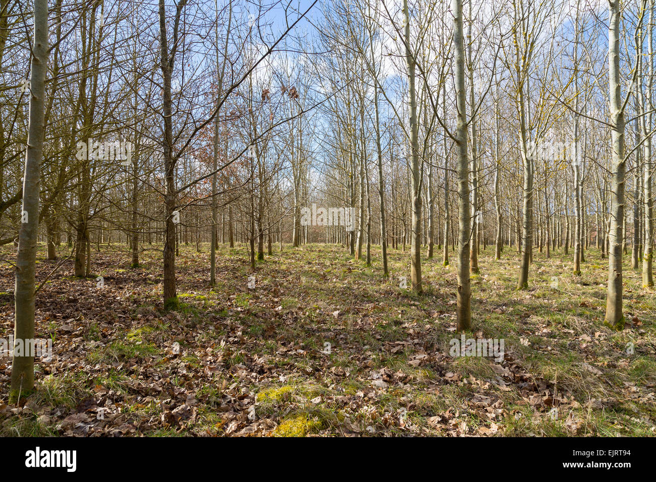 Trees that have been planted in a wood in england Stock Photo - Alamy