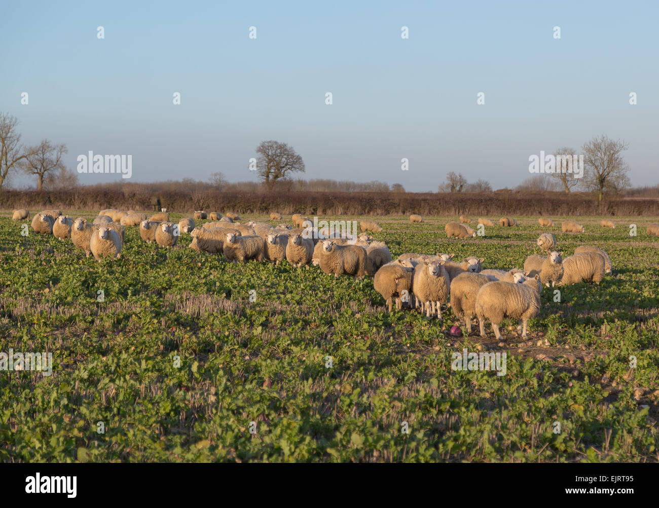 Sheep field hi-res stock photography and images - Alamy