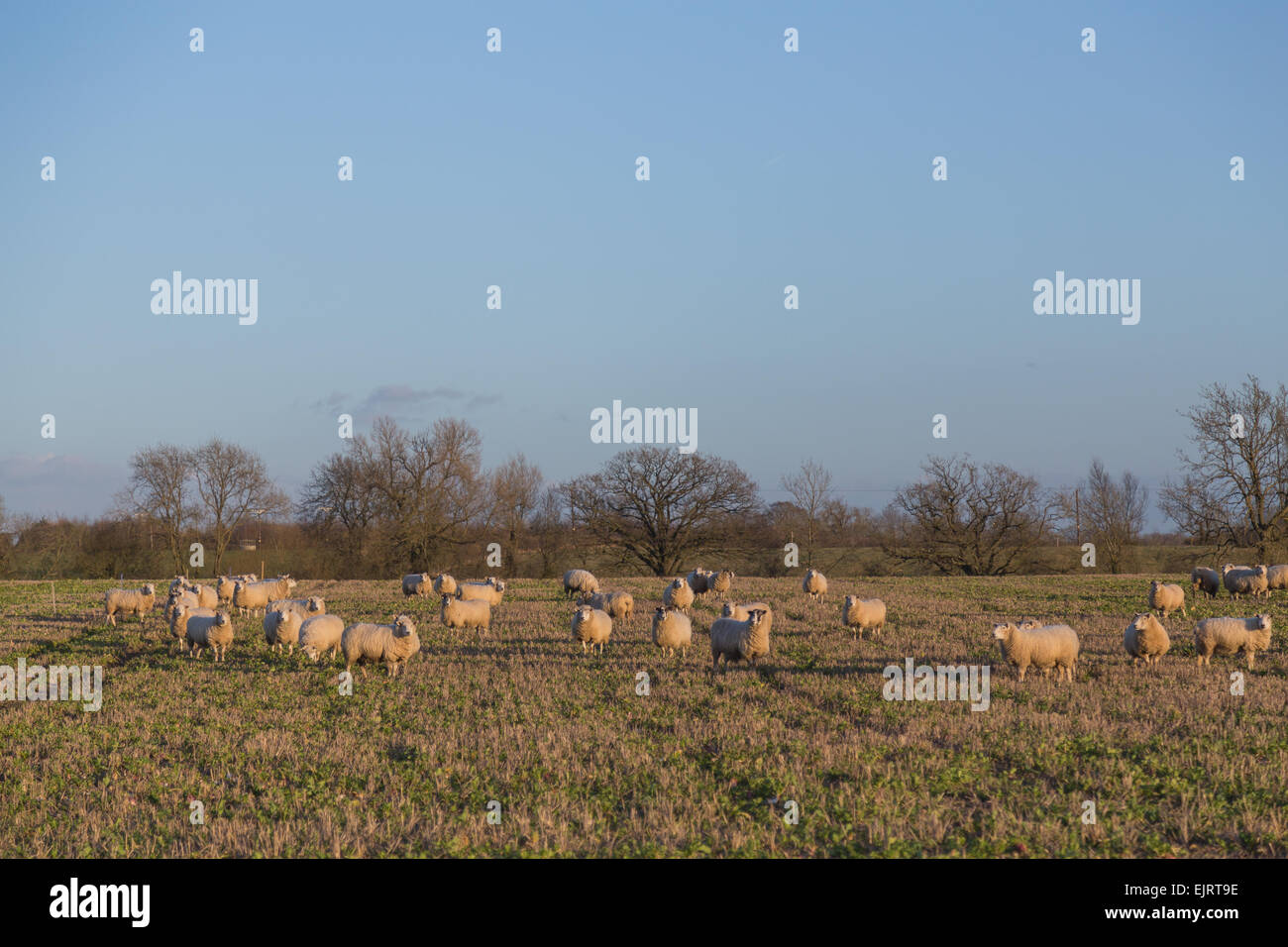Large amounts of sheep in a field Stock Photo - Alamy