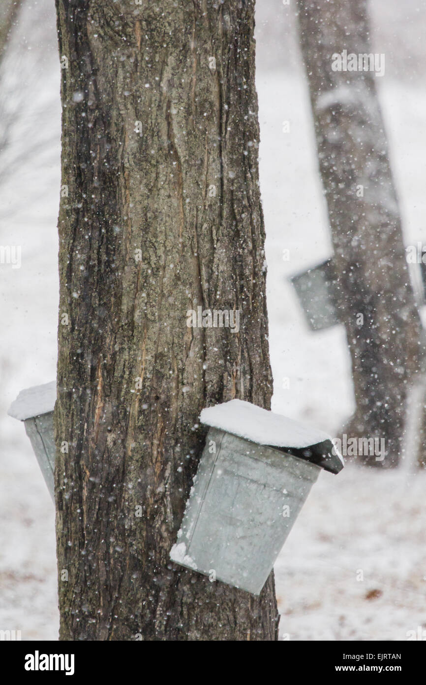 Sap buckets for collection of sap to make sweet maple syrup Stock Photo ...