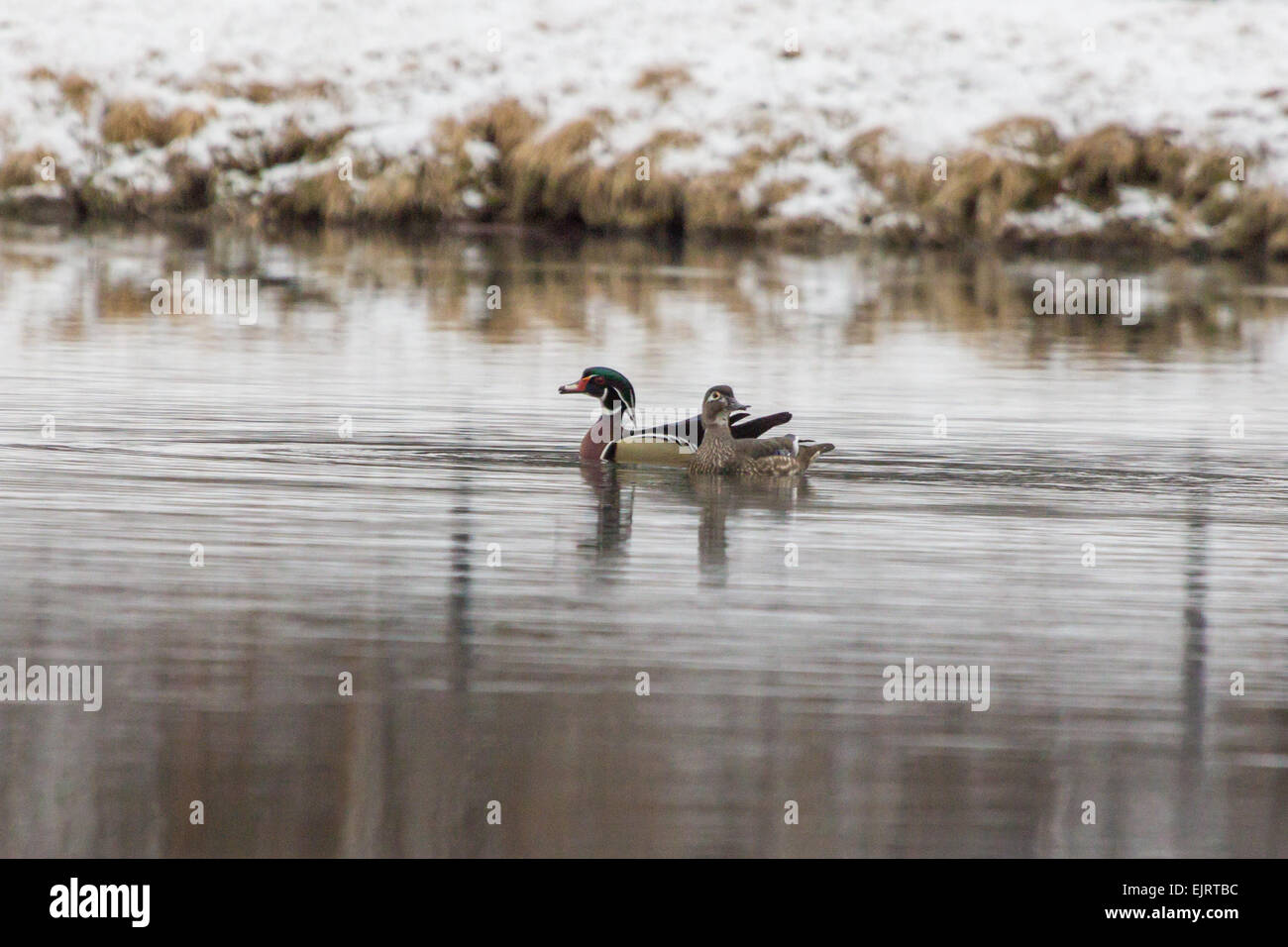 A drake and hen Wood duck on a pond Stock Photo - Alamy