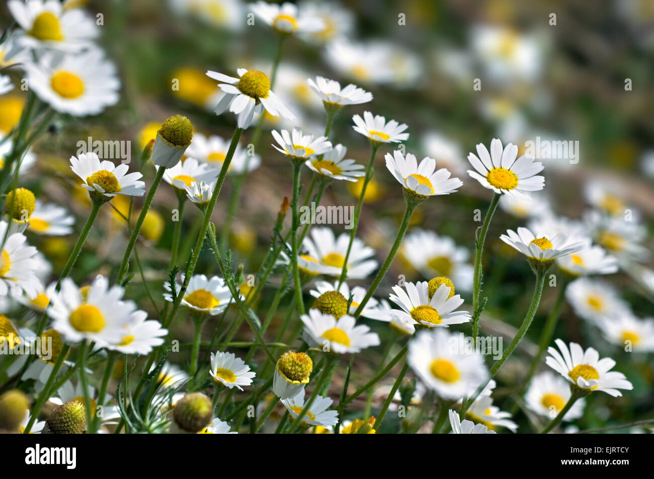 Matricaria chamomilla matricaria recutita or german chamomile hi-res ...
