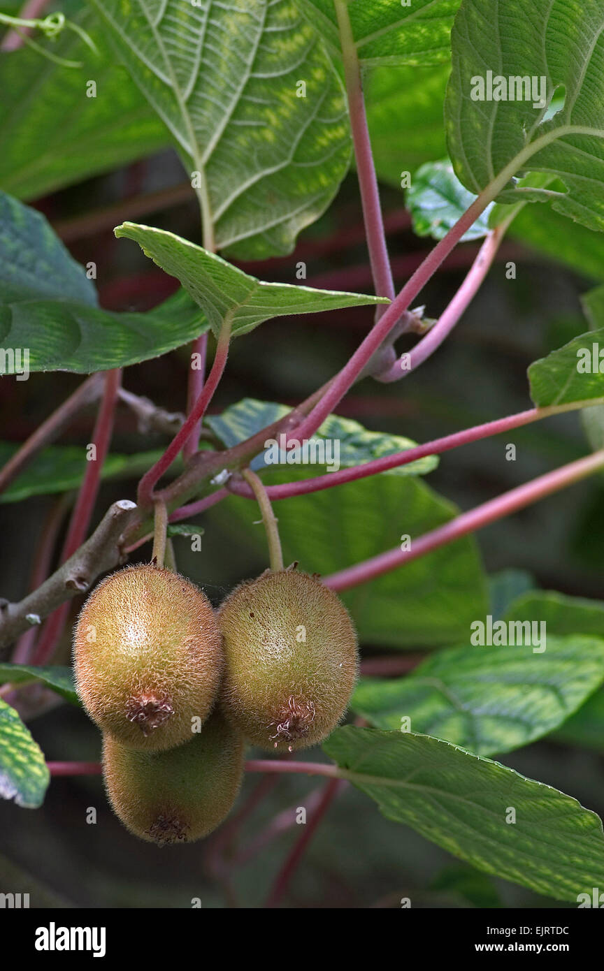 Actinidia chinensis china hi-res stock photography and images - Alamy