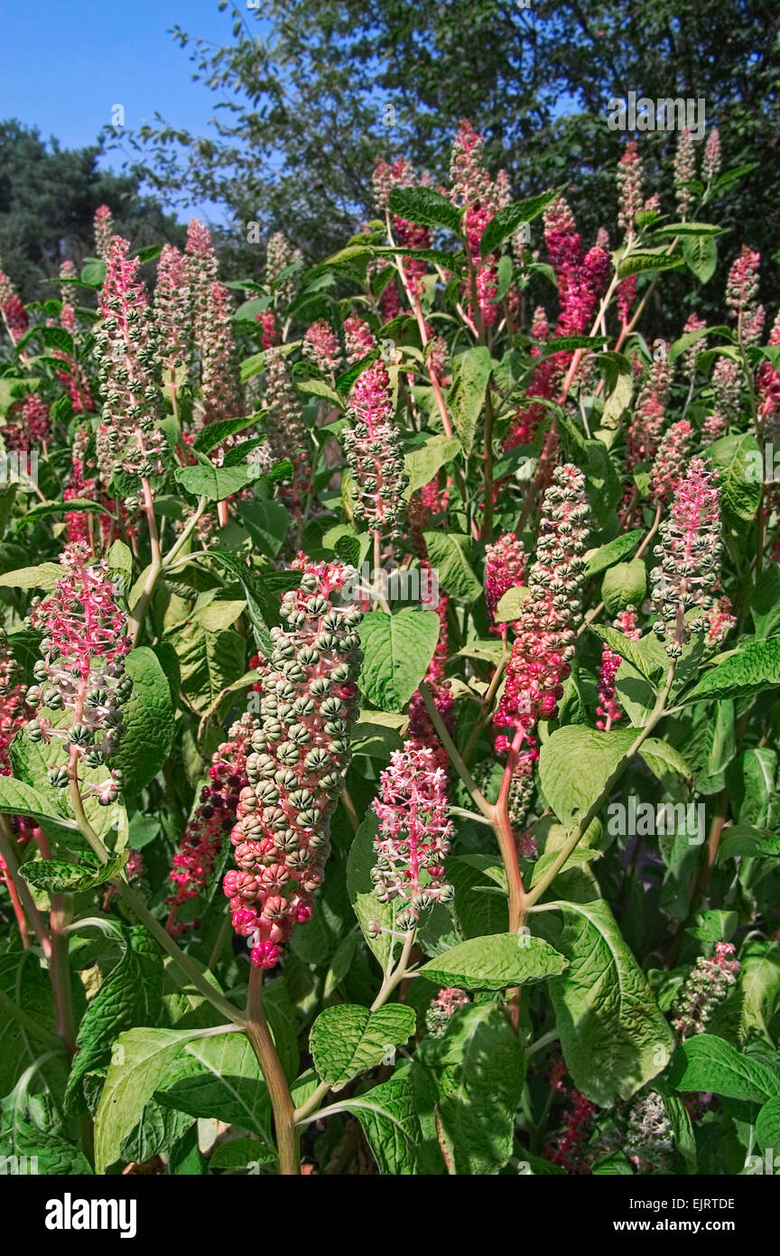 Virginia native plants hi-res stock photography and images - Alamy