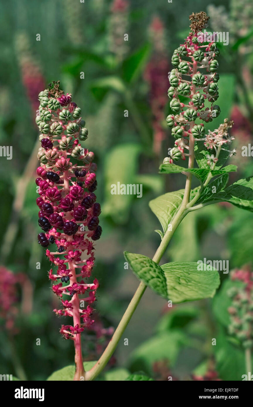 American pokeweed / pokeberry / Virginia poke (Phytolacca americana ...